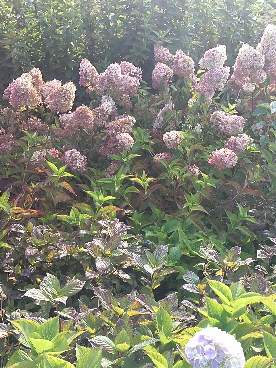 Joop's kwekerij site