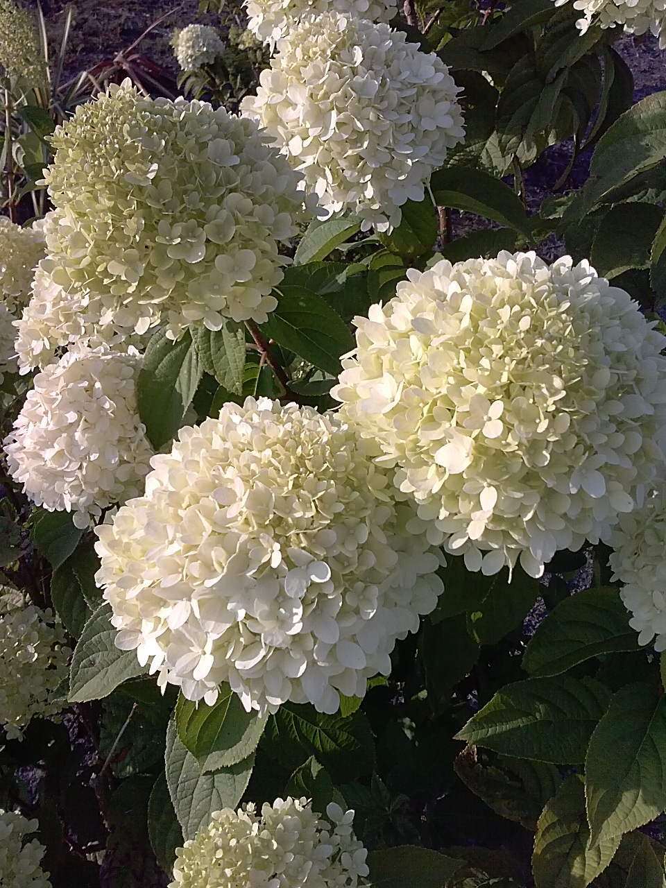 Joop's kwekerij site