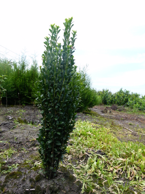 Joop's kwekerij site