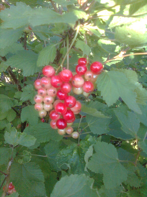 Joop's kwekerij site